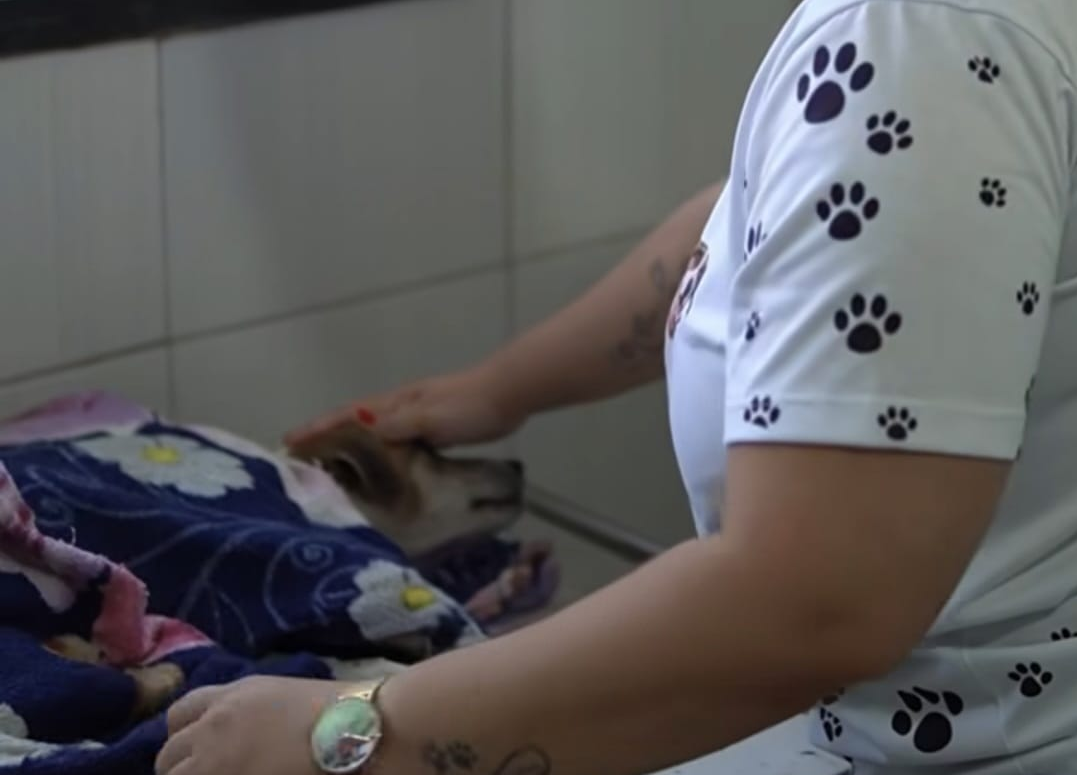 Projeto Licão: de lixão abandonado a abrigo e clínica para animais em ...